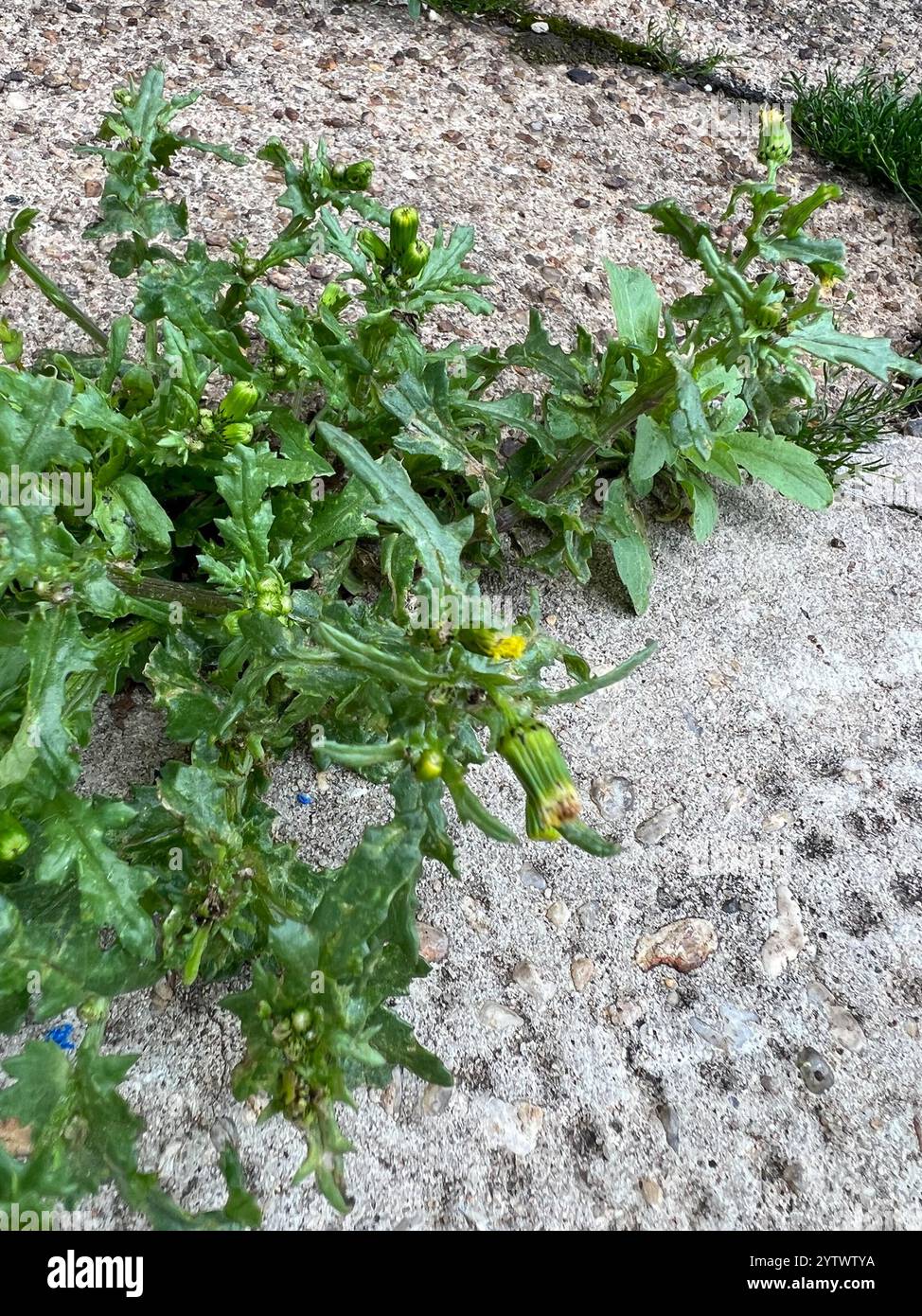 common groundsel (Senecio vulgaris Stock Photo - Alamy