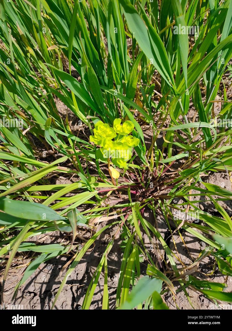 Sun spurge (Euphorbia helioscopia Stock Photo - Alamy