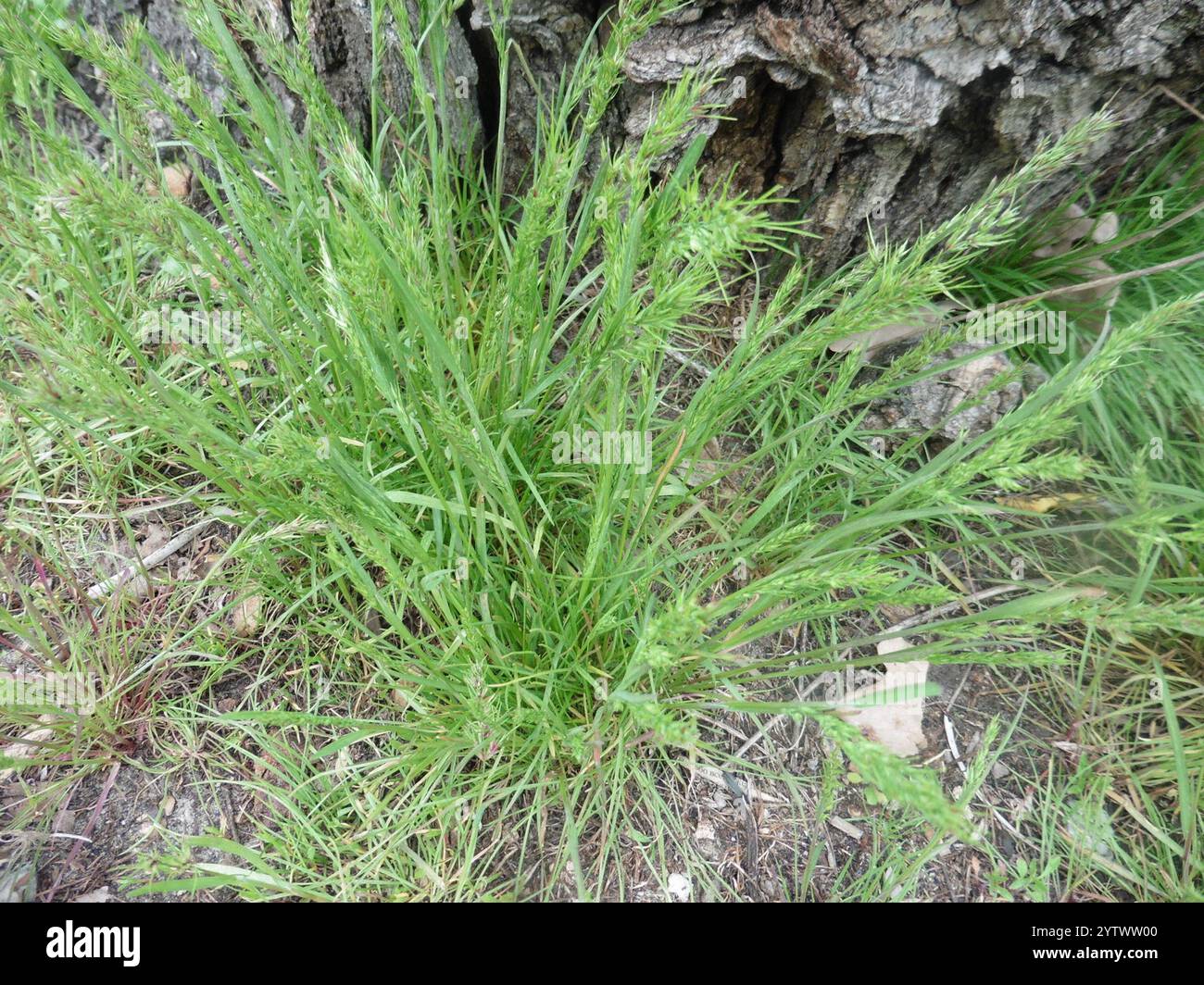 Bulbous Bluegrass (Poa bulbosa Stock Photo - Alamy