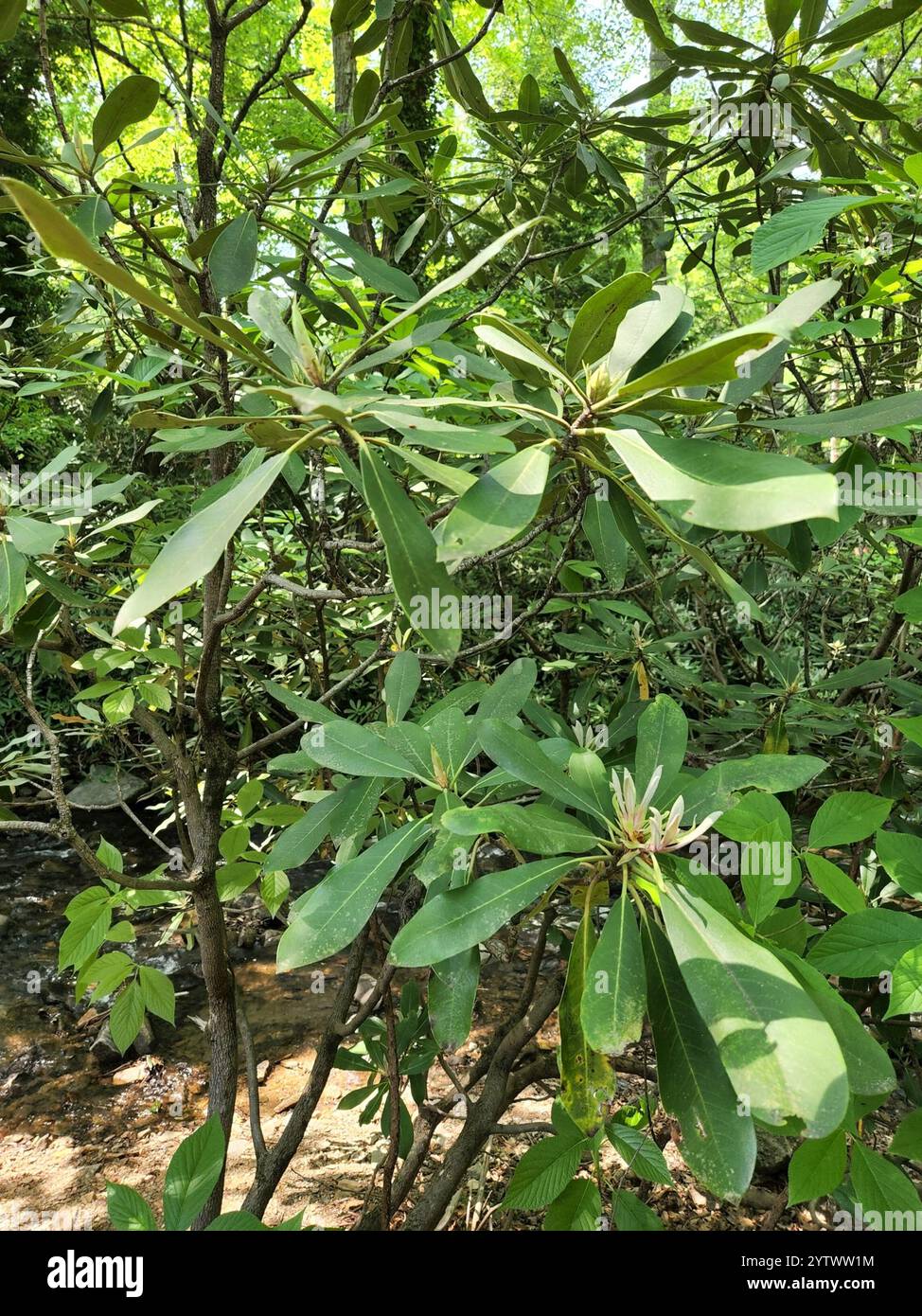 great rhododendron (Rhododendron maximum Stock Photo - Alamy