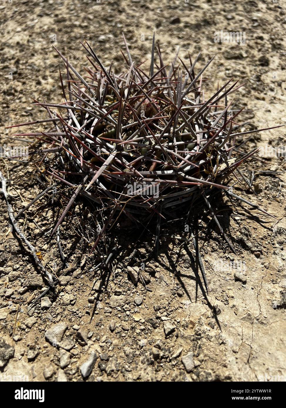 Horse Crippler Cactus (Homalocephala texensis Stock Photo - Alamy