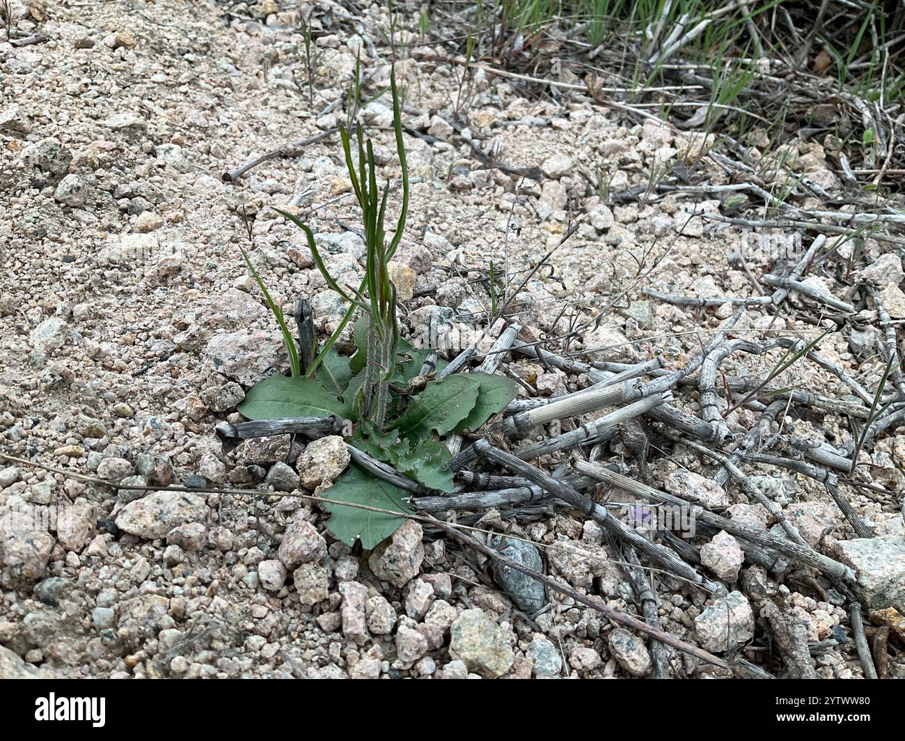 Rush Skeletonweed (Chondrilla juncea Stock Photo - Alamy