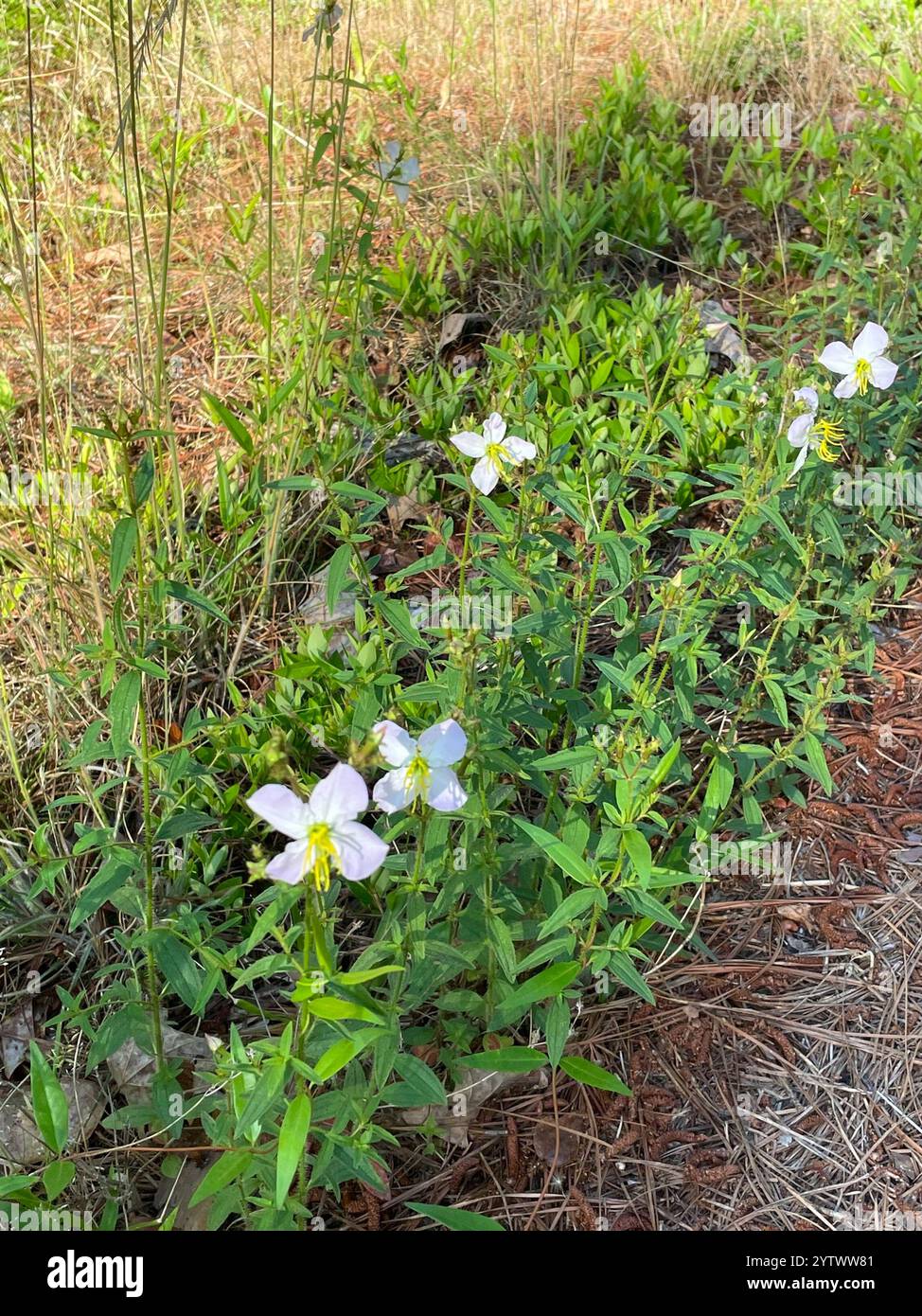 Maryland meadowbeauty (Rhexia mariana Stock Photo - Alamy