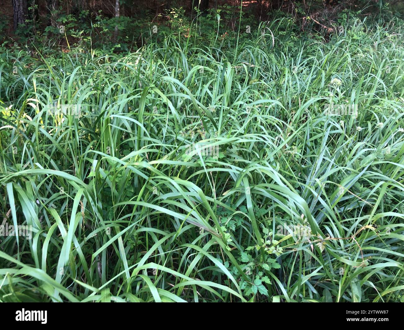 eastern gamagrass (Tripsacum dactyloides Stock Photo - Alamy