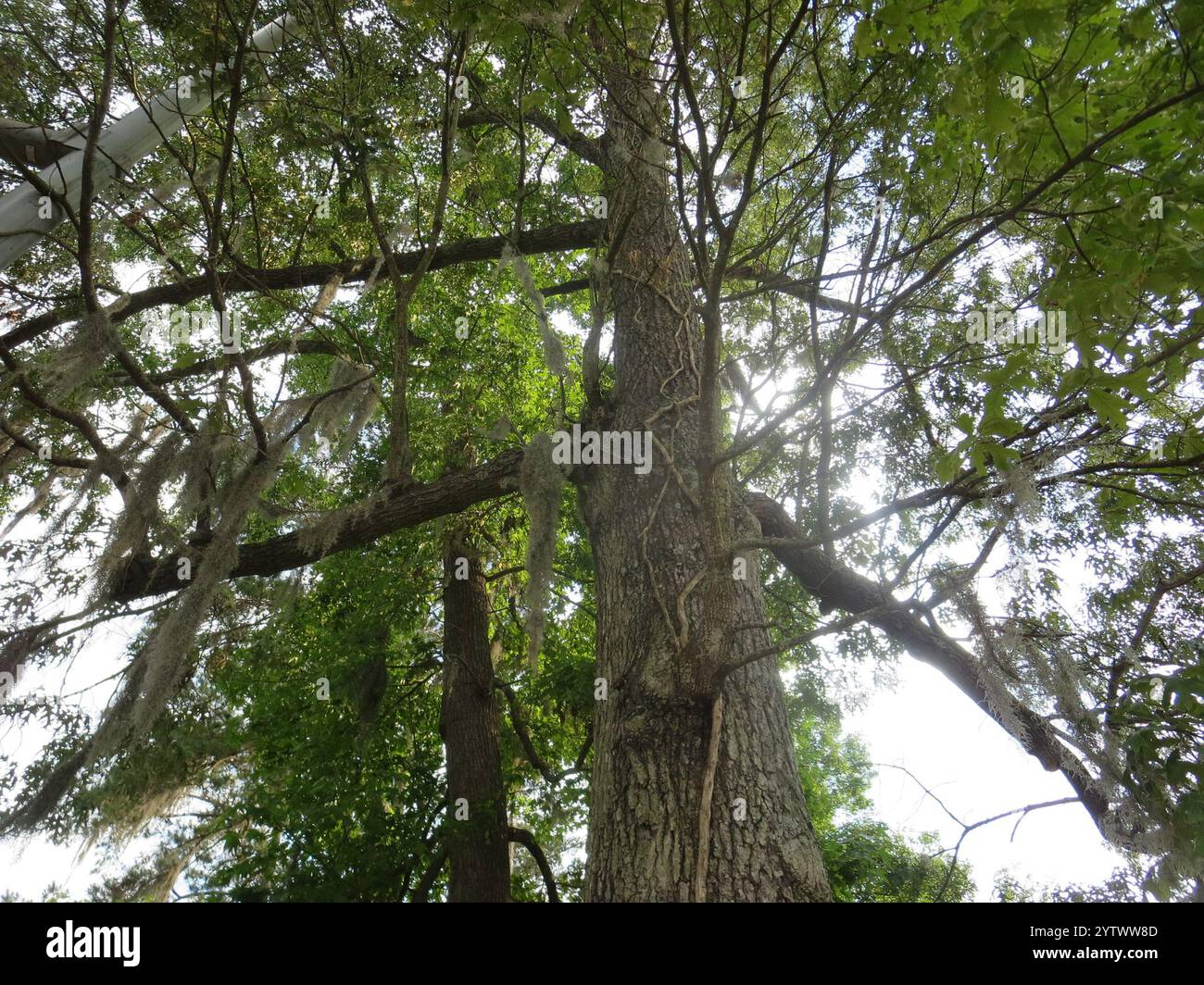 southern red oak (Quercus falcata Stock Photo - Alamy