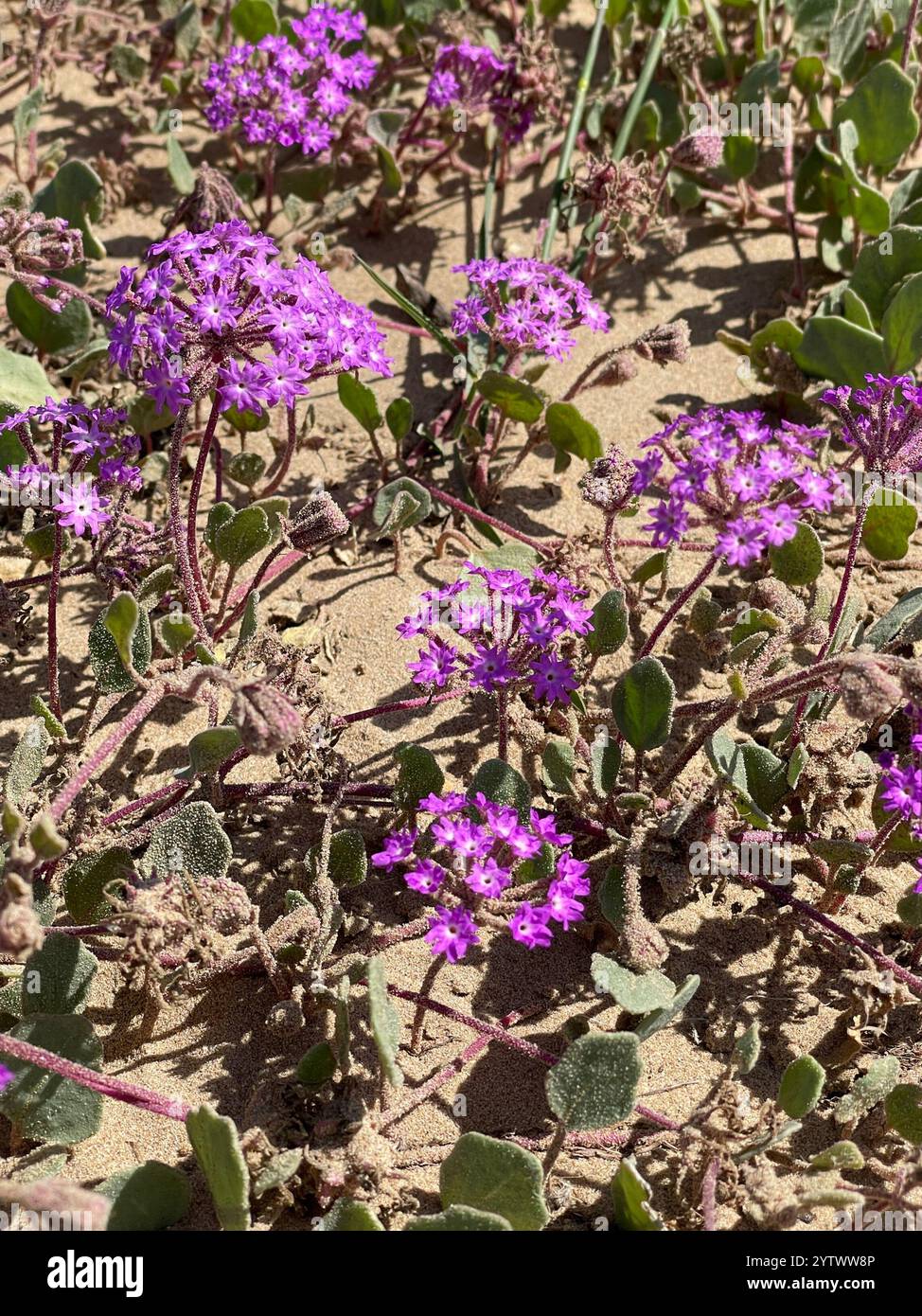 Pink Sand Verbena (Abronia umbellata Stock Photo - Alamy
