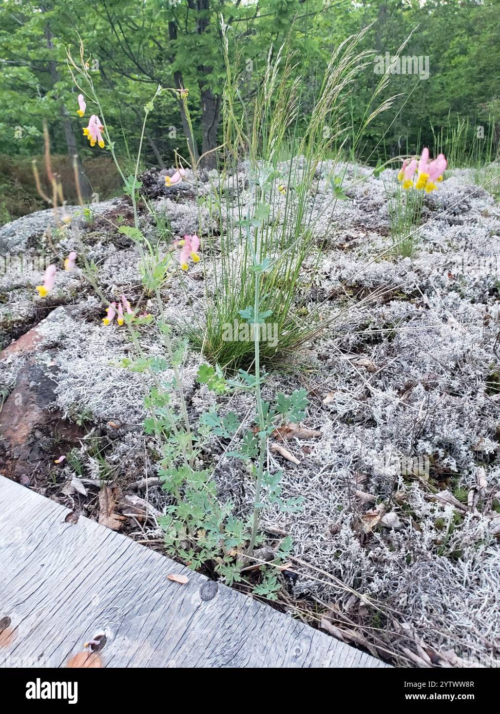 Capnoides sempervirens hi-res stock photography and images - Alamy