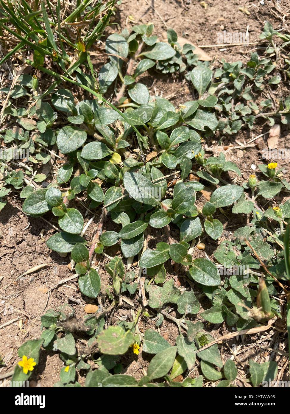 mat chaff-flower (Alternanthera caracasana Stock Photo - Alamy