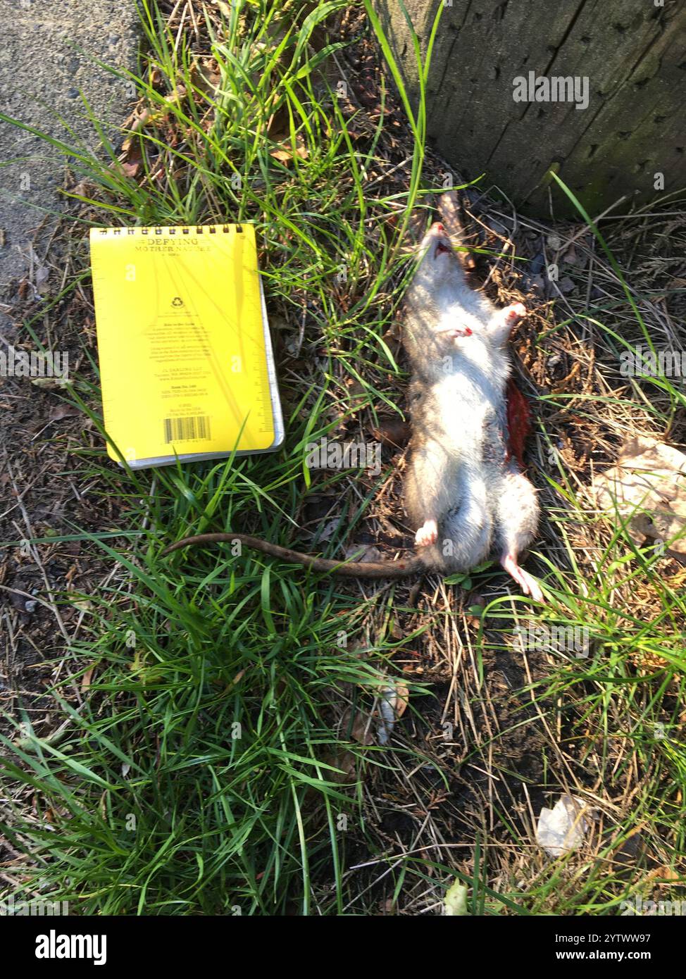 Brown Rat (Rattus norvegicus Stock Photo - Alamy