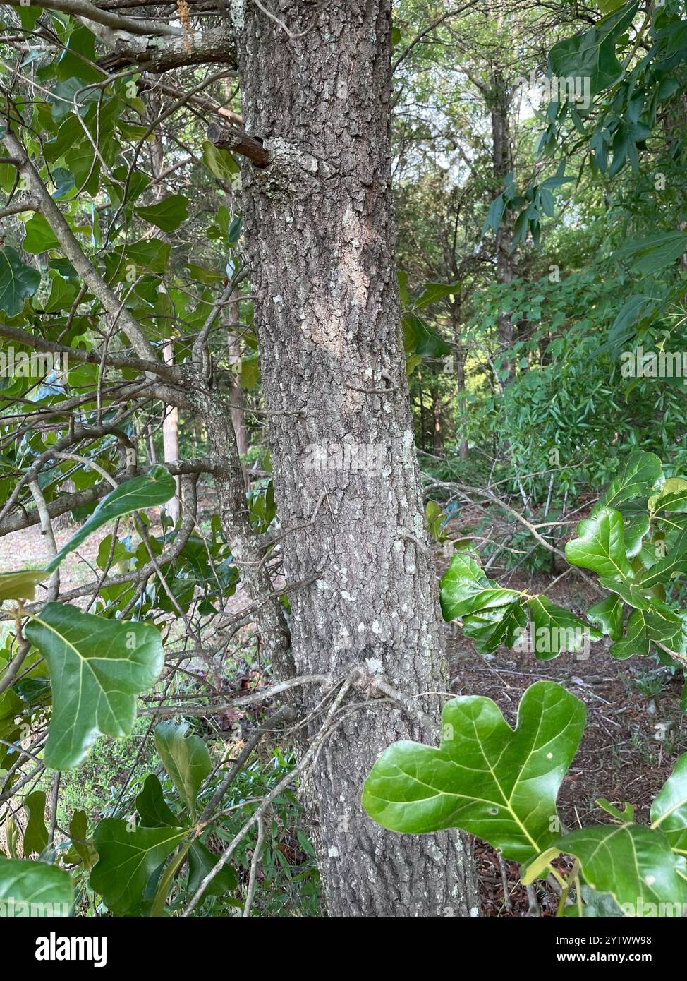blackjack oak (Quercus marilandica Stock Photo - Alamy