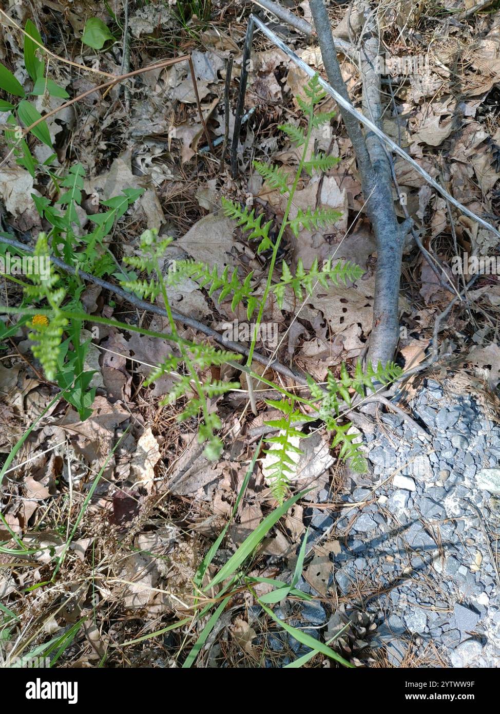 eagle fern (Pteridium aquilinum latiusculum Stock Photo - Alamy