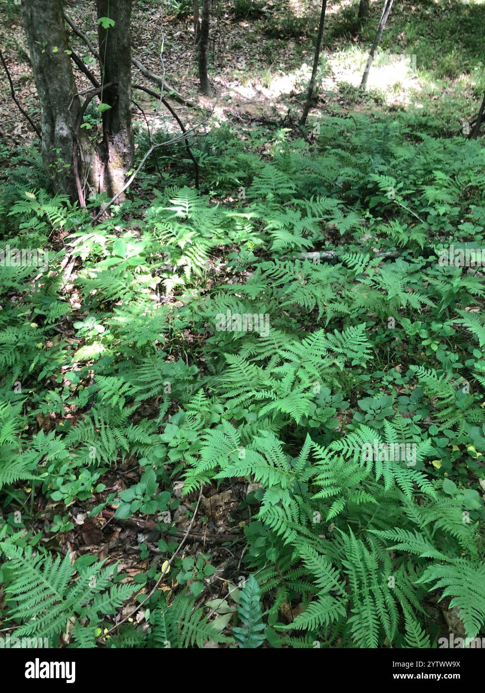 broad beech fern (Phegopteris hexagonoptera Stock Photo - Alamy