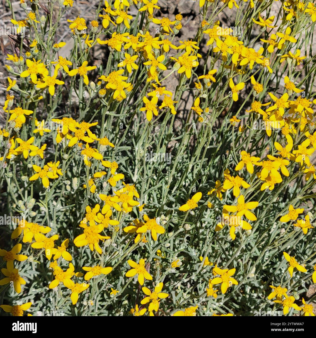 common woolly sunflower (Eriophyllum lanatum Stock Photo - Alamy