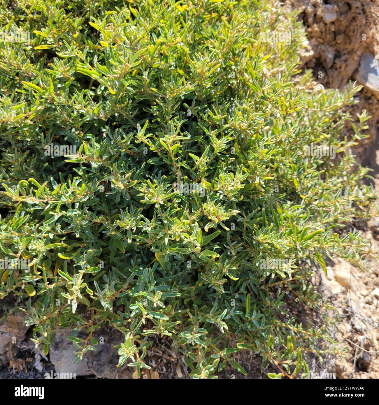 berry saltbush (Atriplex semibaccata Stock Photo - Alamy