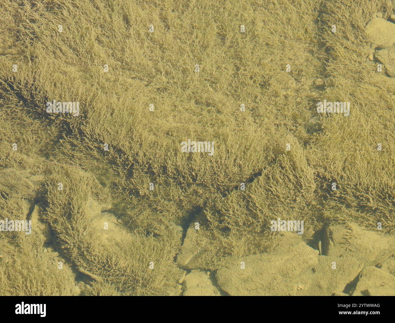 green algae (Chlorophyta Stock Photo - Alamy