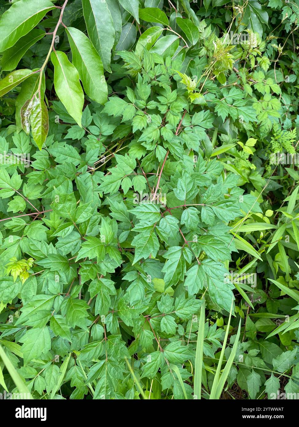 peppervine (Nekemias arborea Stock Photo - Alamy