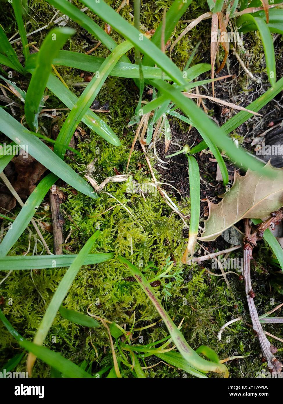Common Feather-moss (Kindbergia praelonga Stock Photo - Alamy