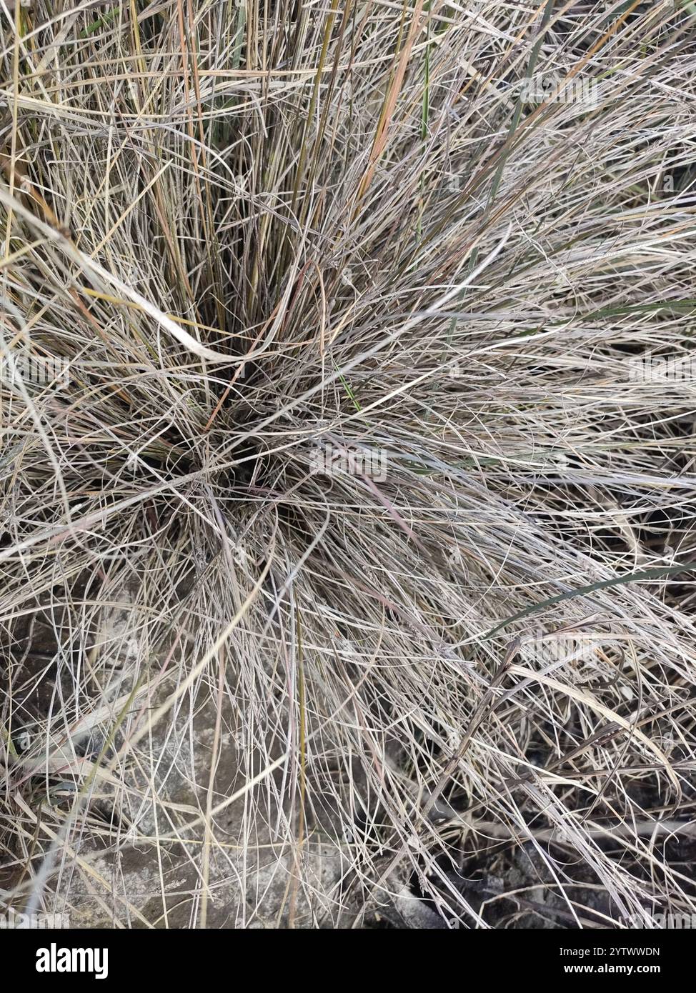 Litorosa hi-res stock photography and images - Alamy