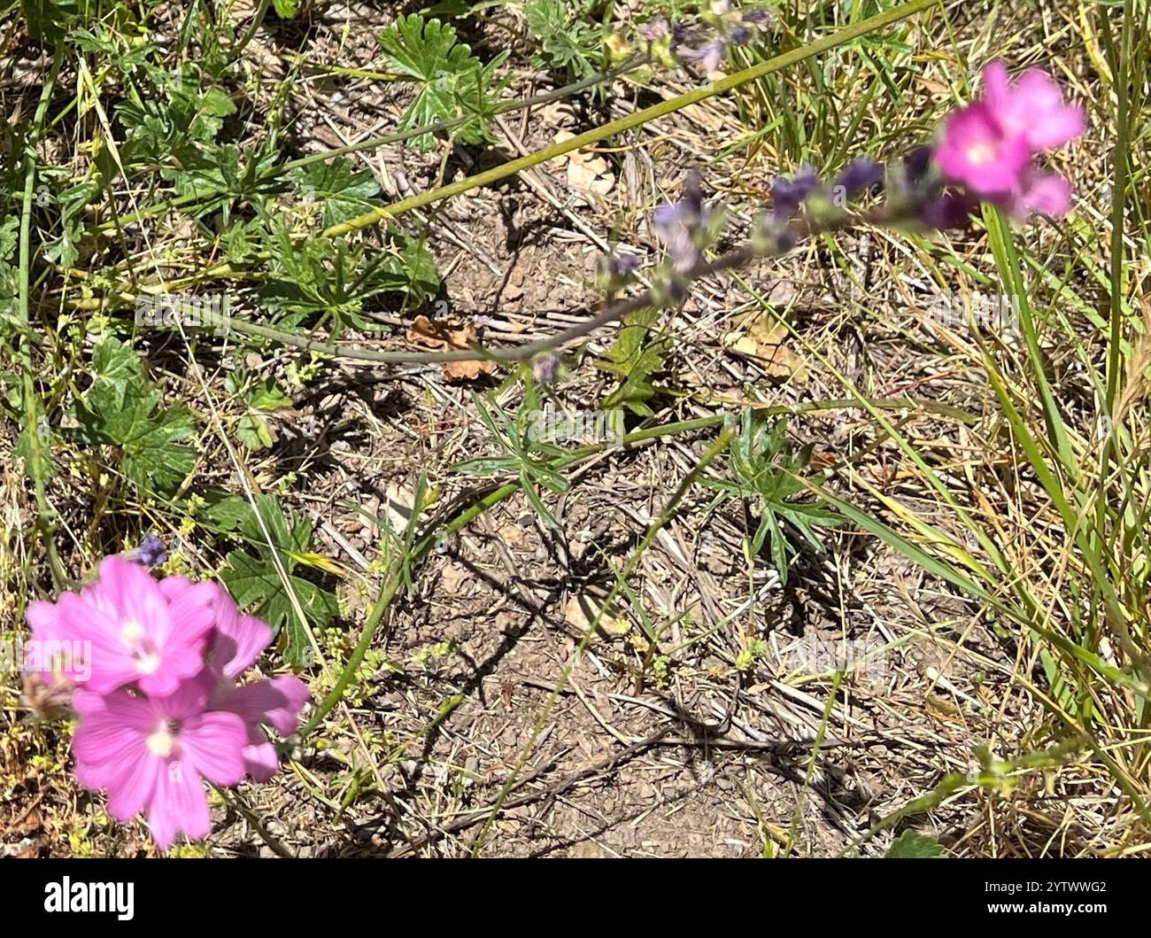 checkerbloom (Sidalcea malviflora Stock Photo - Alamy