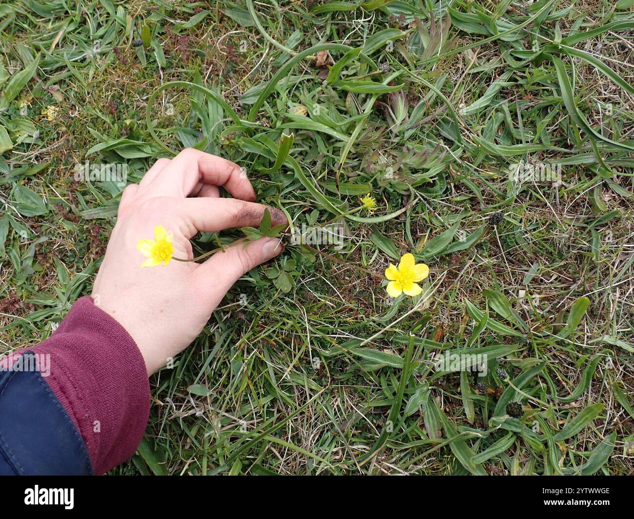 Western Buttercup (Ranunculus occidentalis Stock Photo - Alamy