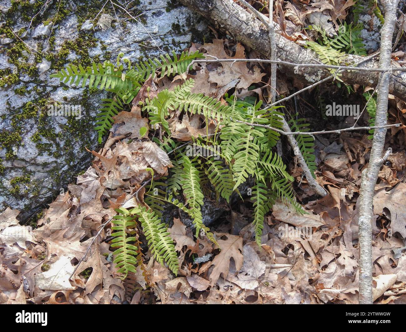 rock polypody (Polypodium virginianum Stock Photo - Alamy