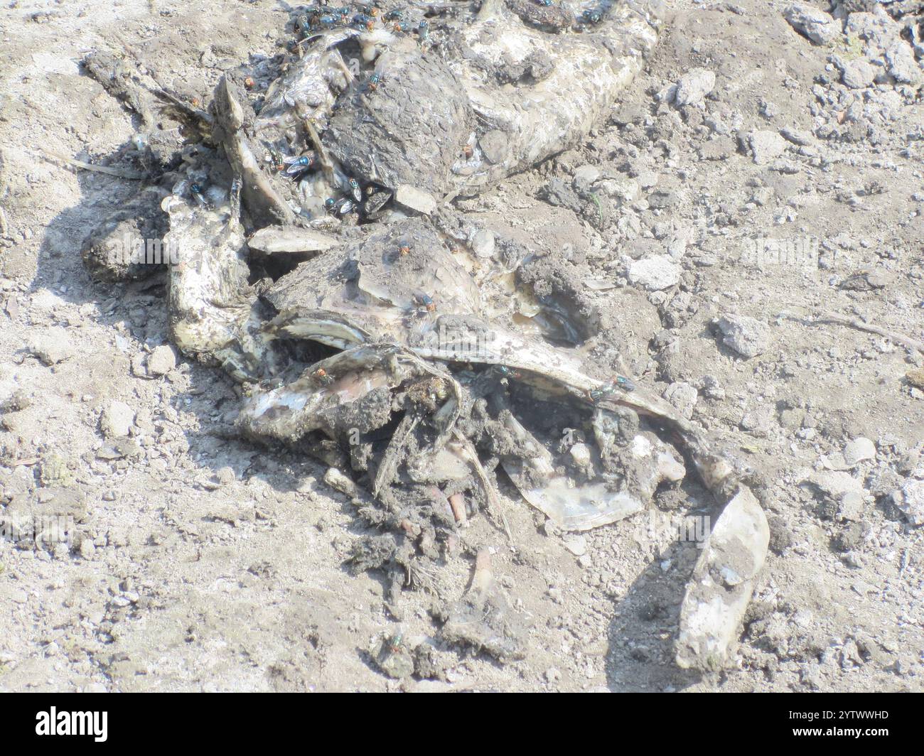 Ray-finned Fishes (Actinopterygii Stock Photo - Alamy