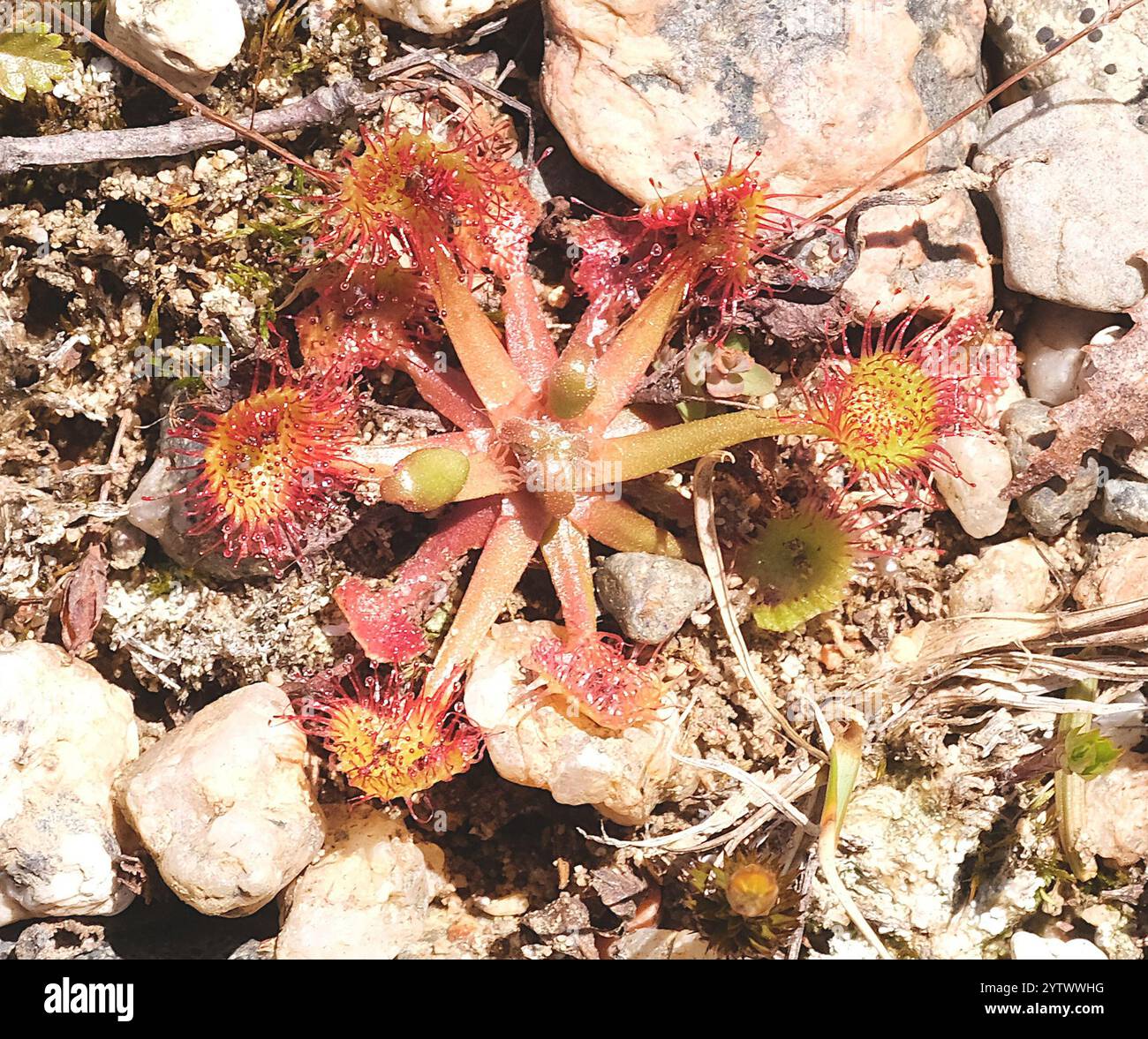 round-leaved sundew (Drosera rotundifolia Stock Photo - Alamy