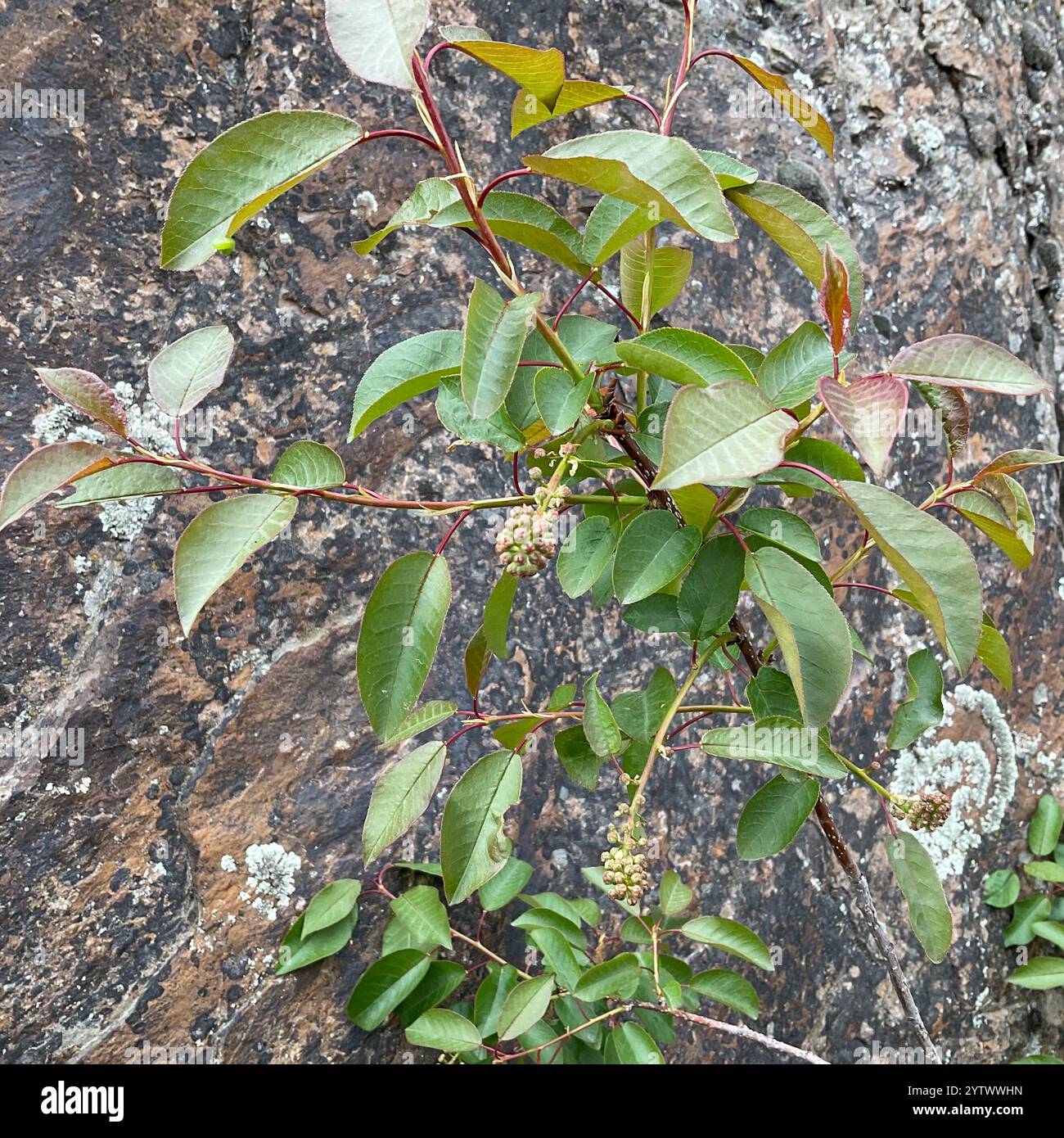 chokecherry (Prunus virginiana Stock Photo - Alamy