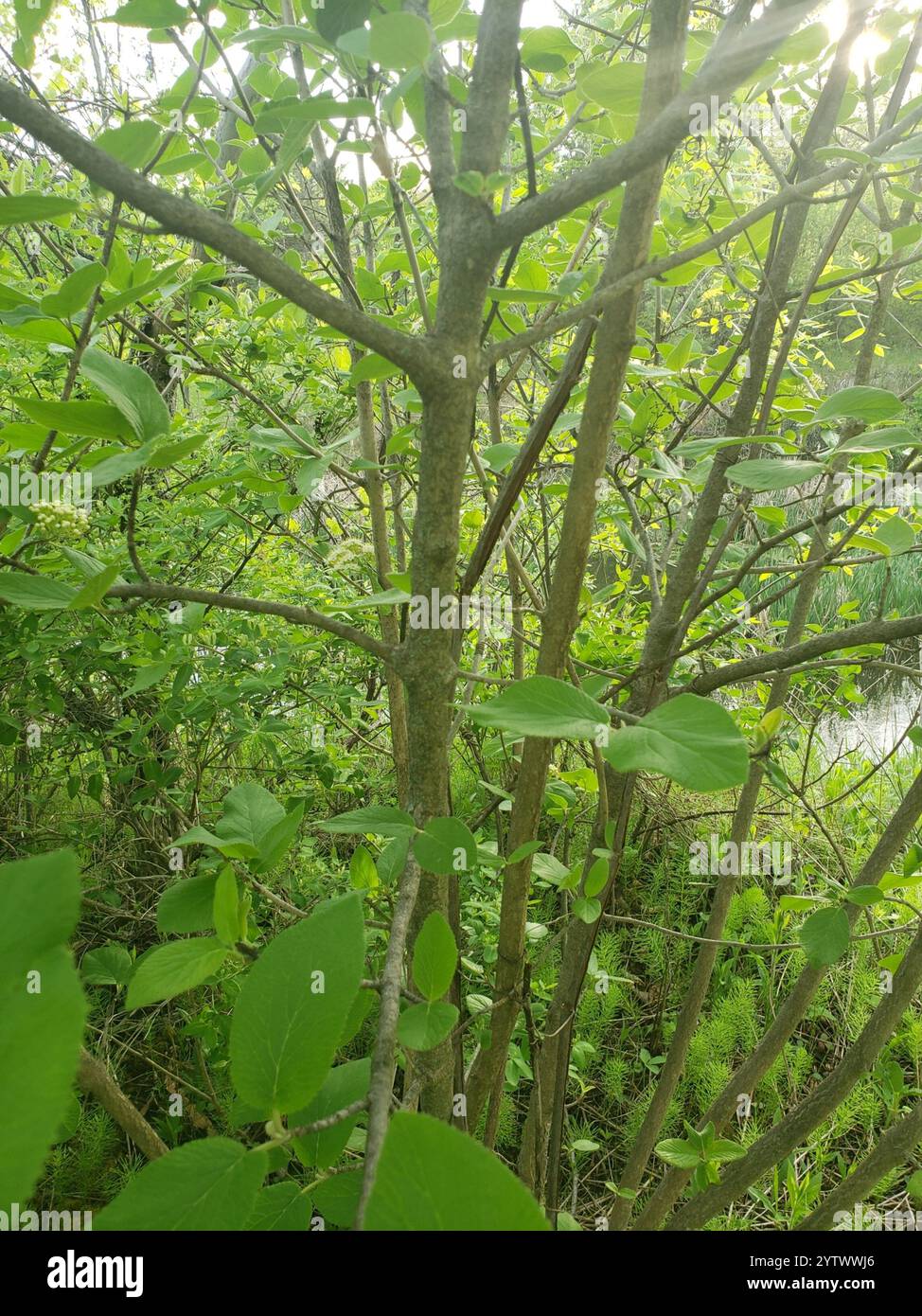 Wayfaring-tree (Viburnum lantana Stock Photo - Alamy