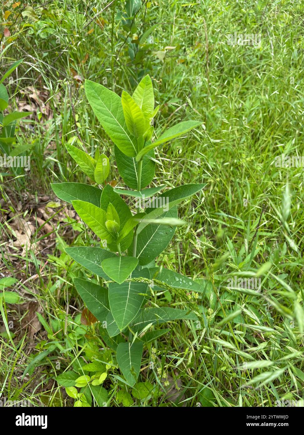 hemp dogbane (Apocynum cannabinum Stock Photo - Alamy