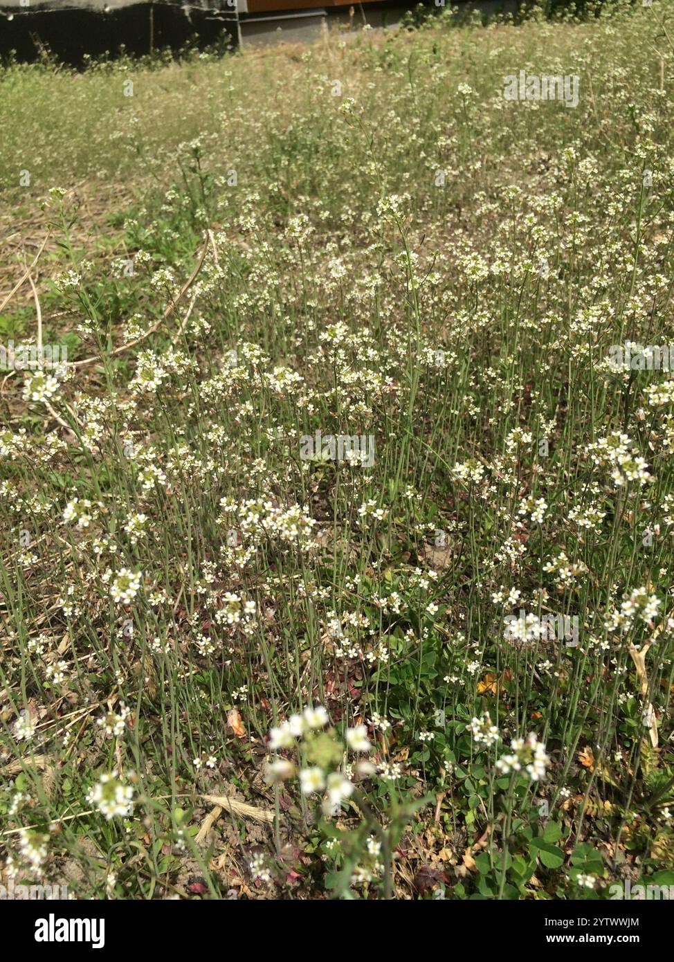mouse-ear cress (Arabidopsis thaliana Stock Photo - Alamy
