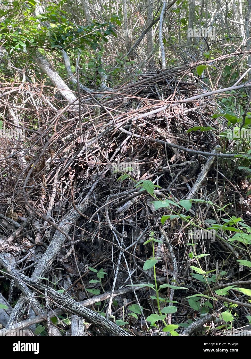 Dusky-footed Woodrat (Neotoma fuscipes Stock Photo - Alamy