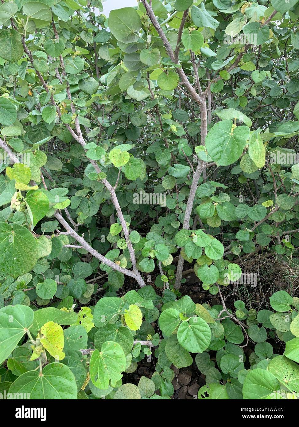 sea hibiscus (Hibiscus tiliaceus Stock Photo - Alamy