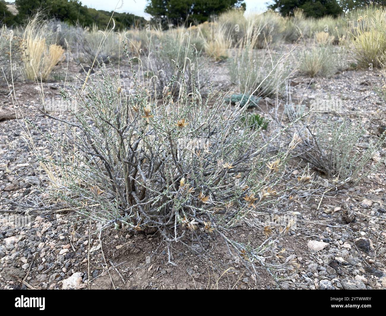 Spineless Horsebrush (Tetradymia canescens Stock Photo - Alamy
