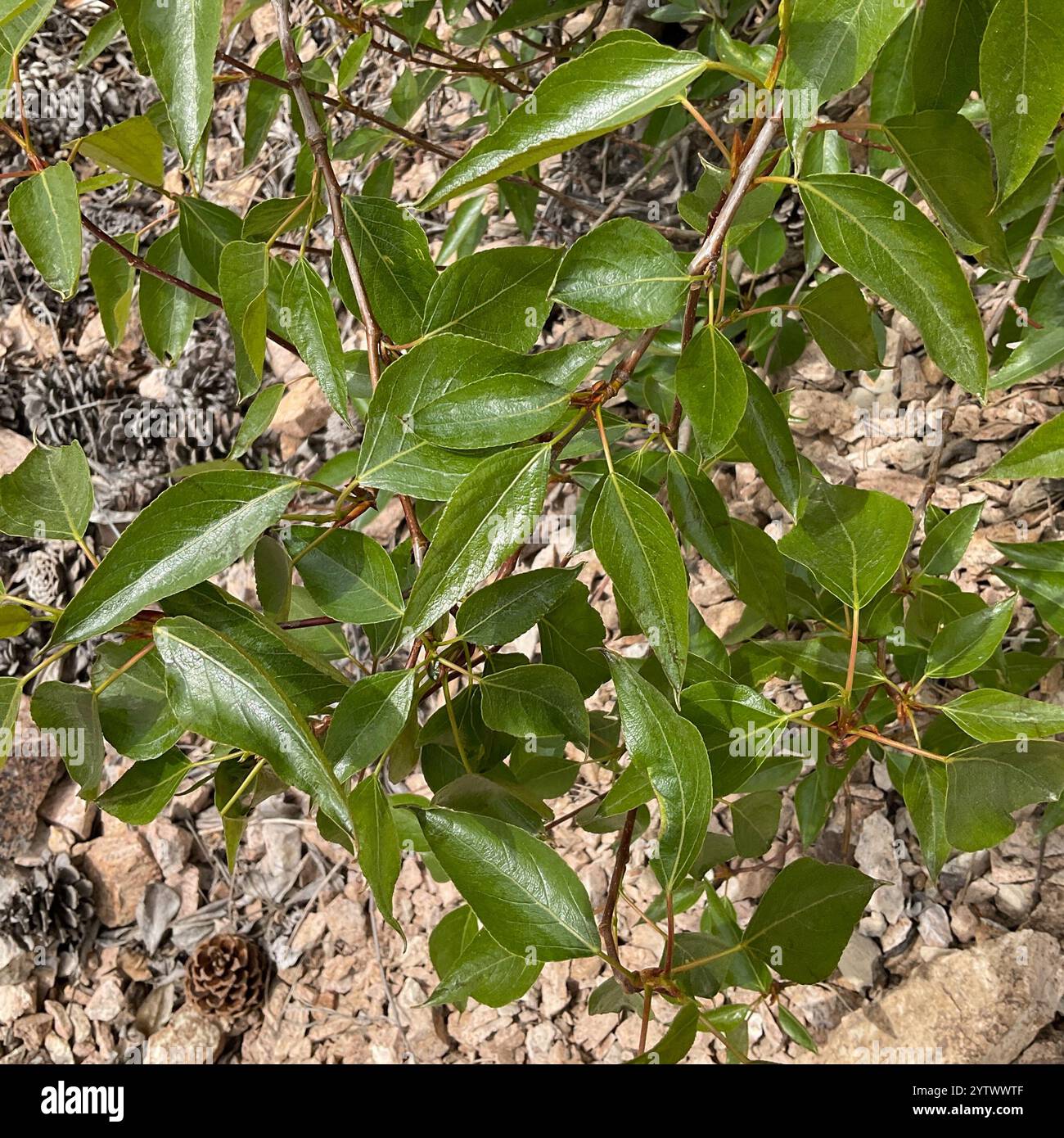 black cottonwood (Populus trichocarpa Stock Photo - Alamy