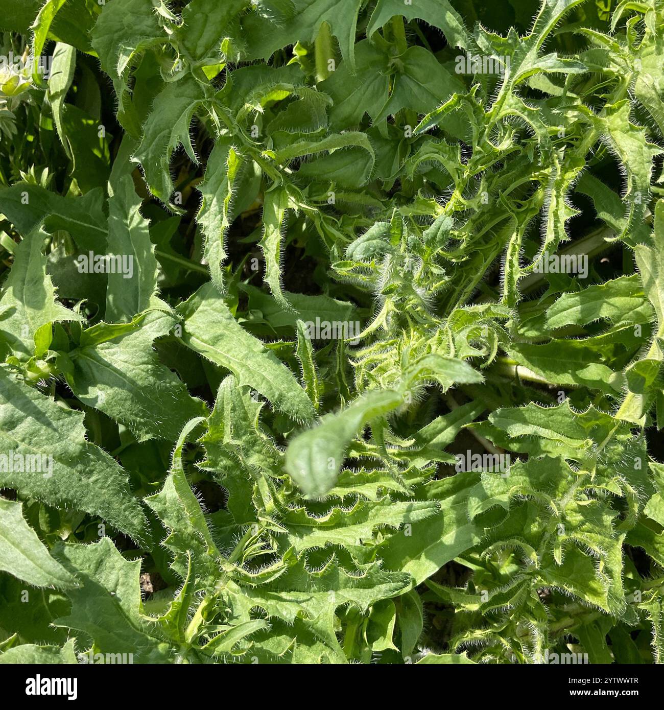 Tall Tumblemustard (Sisymbrium altissimum Stock Photo - Alamy
