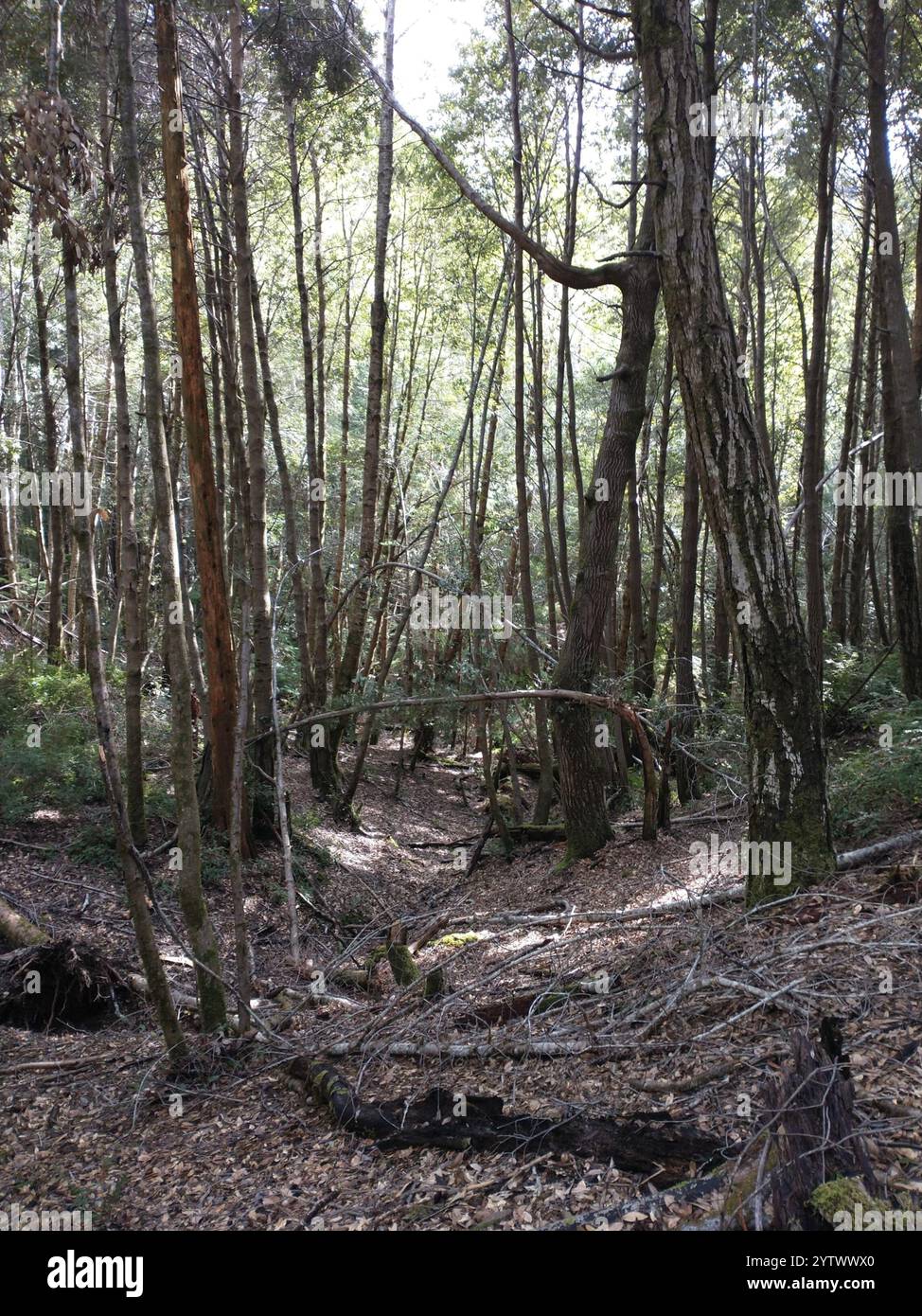 Tanoak (Notholithocarpus densiflorus Stock Photo - Alamy