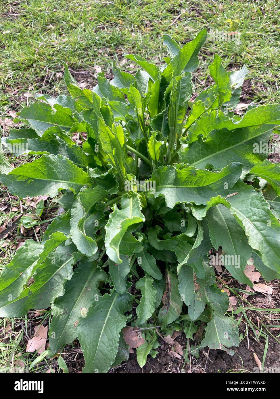 curled dock (Rumex crispus Stock Photo - Alamy