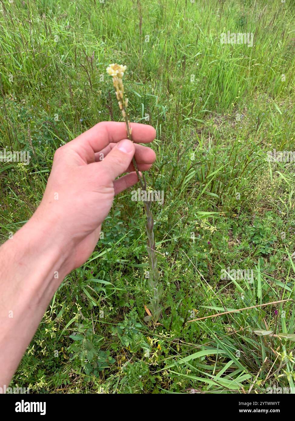 Tower Mustard (Turritis glabra Stock Photo - Alamy