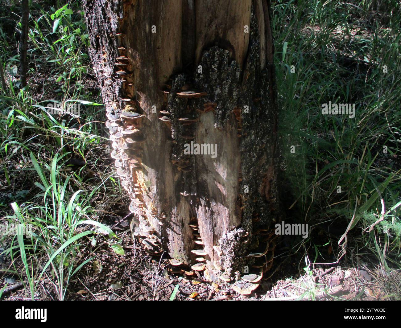 tamboti (Spirostachys africana Stock Photo - Alamy