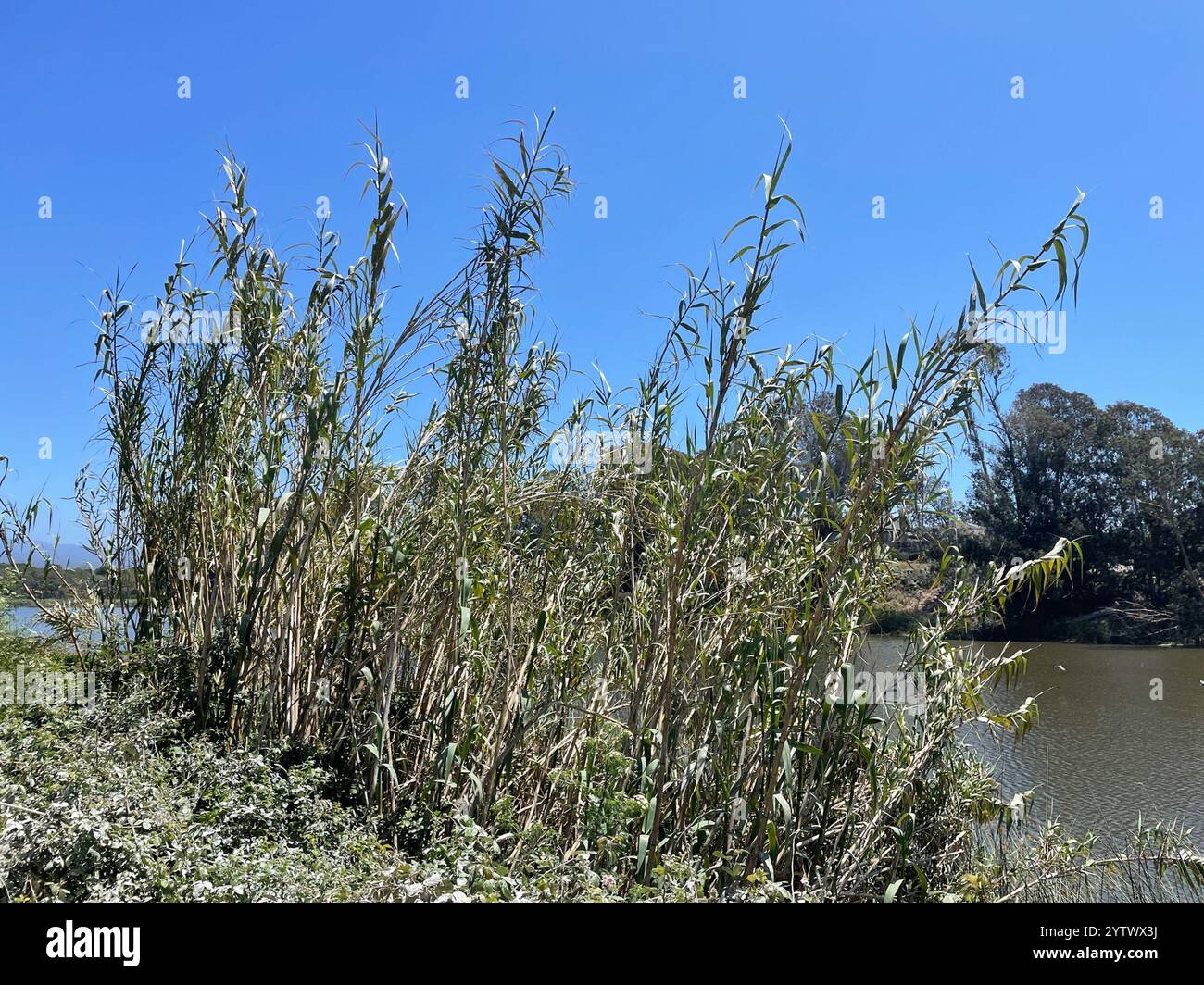 giant reed (Arundo donax Stock Photo - Alamy