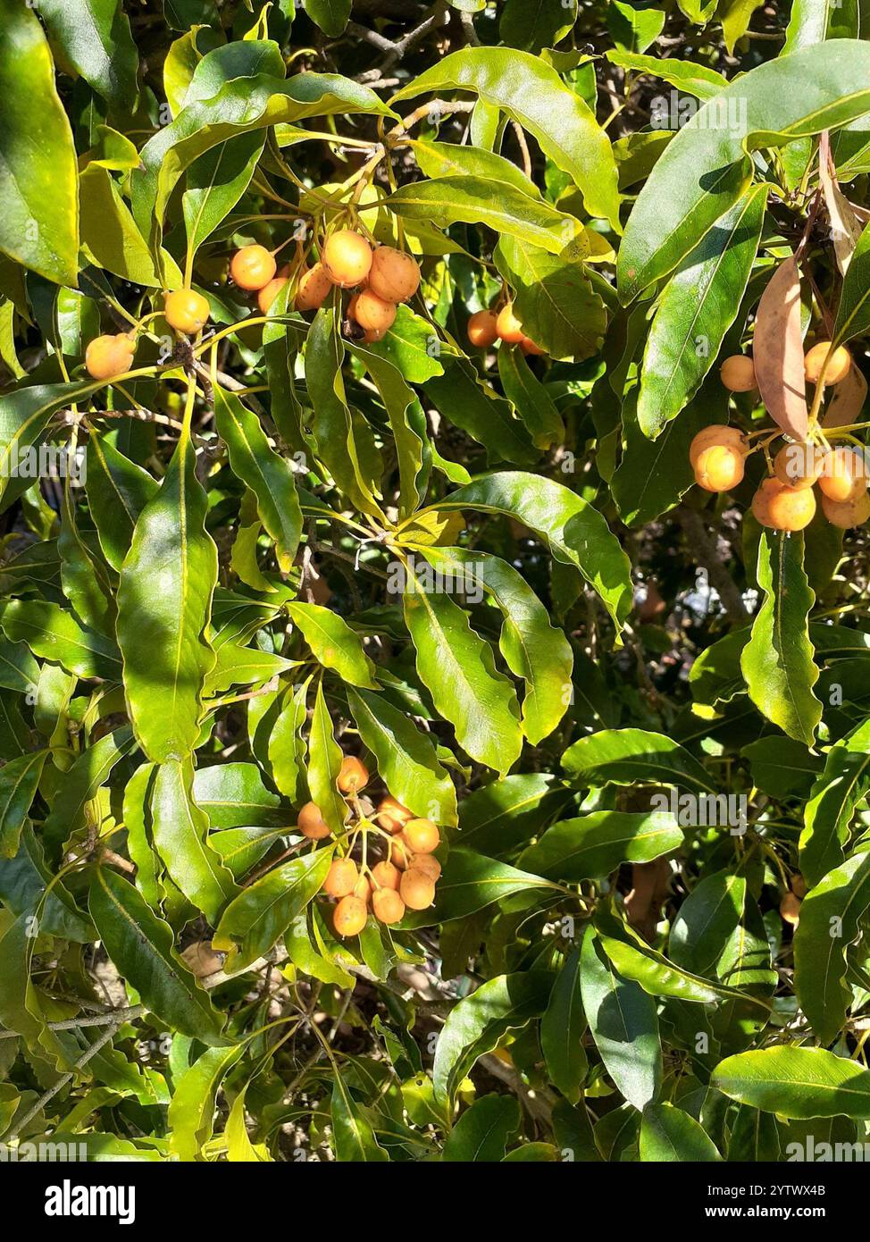 Australian Cheesewood (Pittosporum undulatum Stock Photo - Alamy