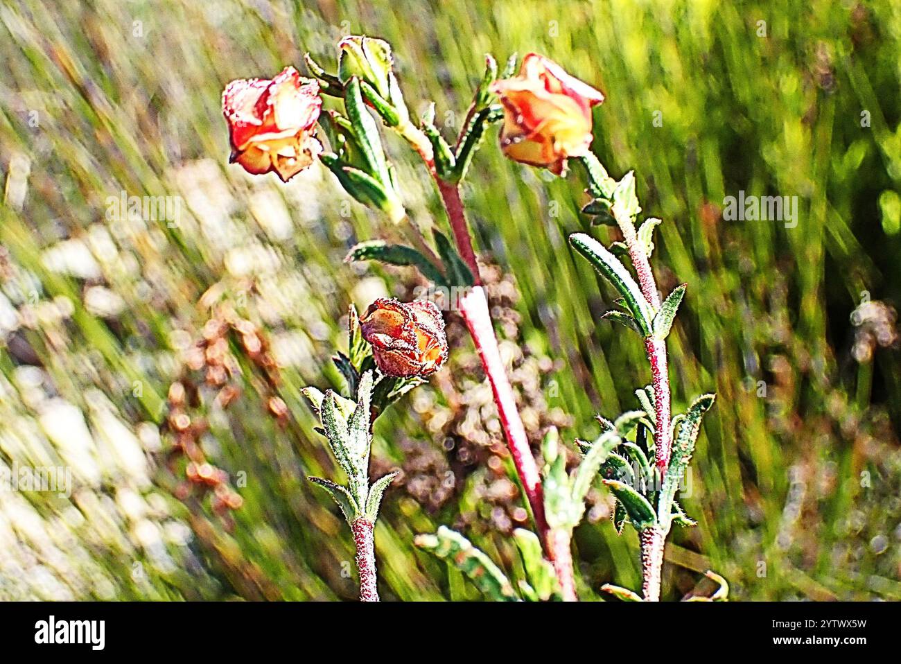 Angular Dollsrose (Hermannia angularis Stock Photo - Alamy