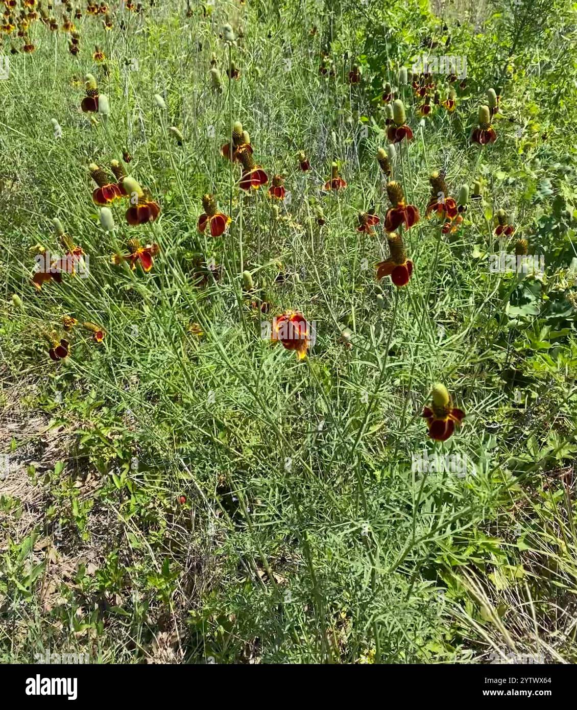 upright prairie coneflower (Ratibida columnifera Stock Photo - Alamy