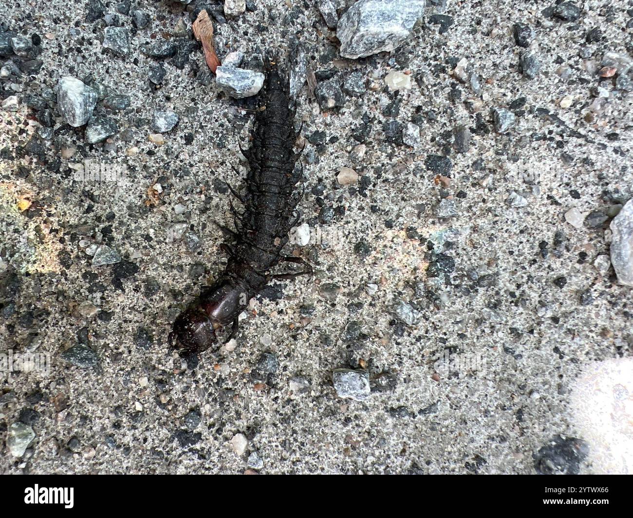 Eastern Dobsonfly (Corydalus cornutus Stock Photo - Alamy