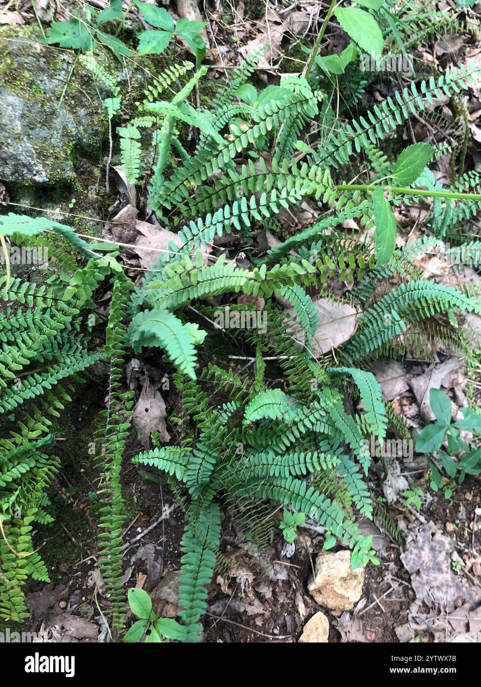 Black-stemmed Spleenwort (Asplenium resiliens Stock Photo - Alamy