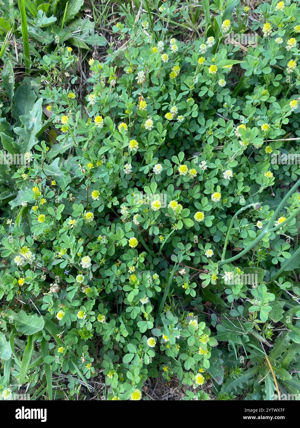 hop trefoil (Trifolium campestre Stock Photo - Alamy