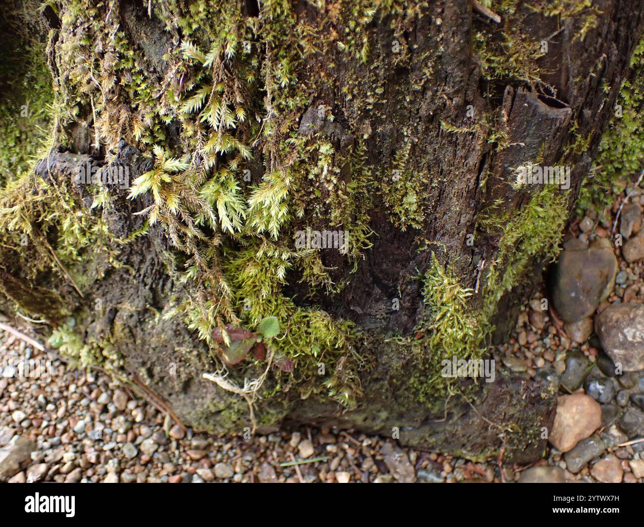 Tree Climacium Moss (Climacium dendroides Stock Photo - Alamy