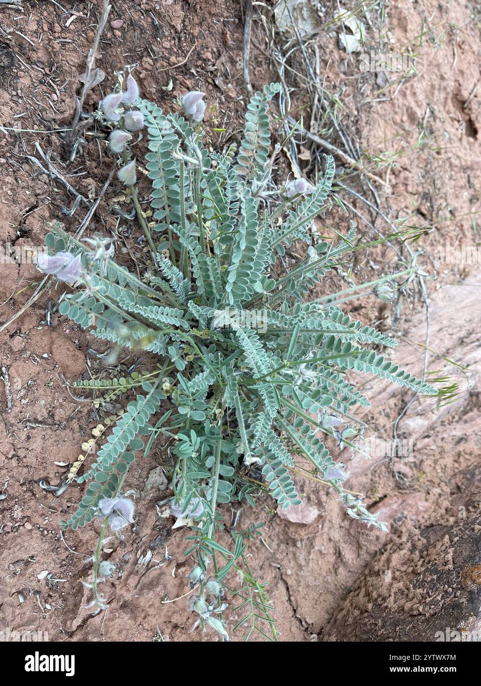Woolly Locoweed (Astragalus mollissimus Stock Photo - Alamy