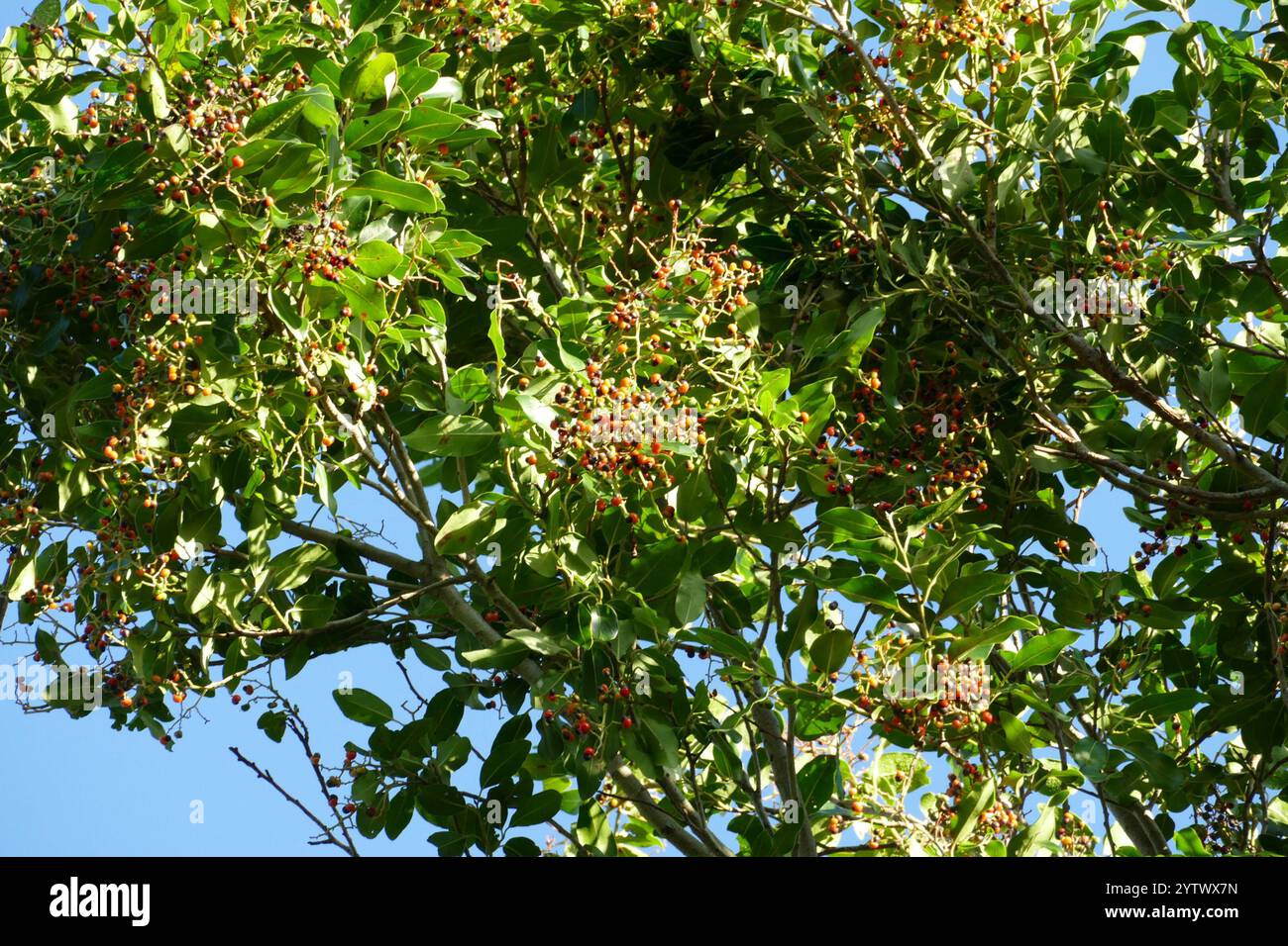 Apodytes dimidiata hi-res stock photography and images - Alamy